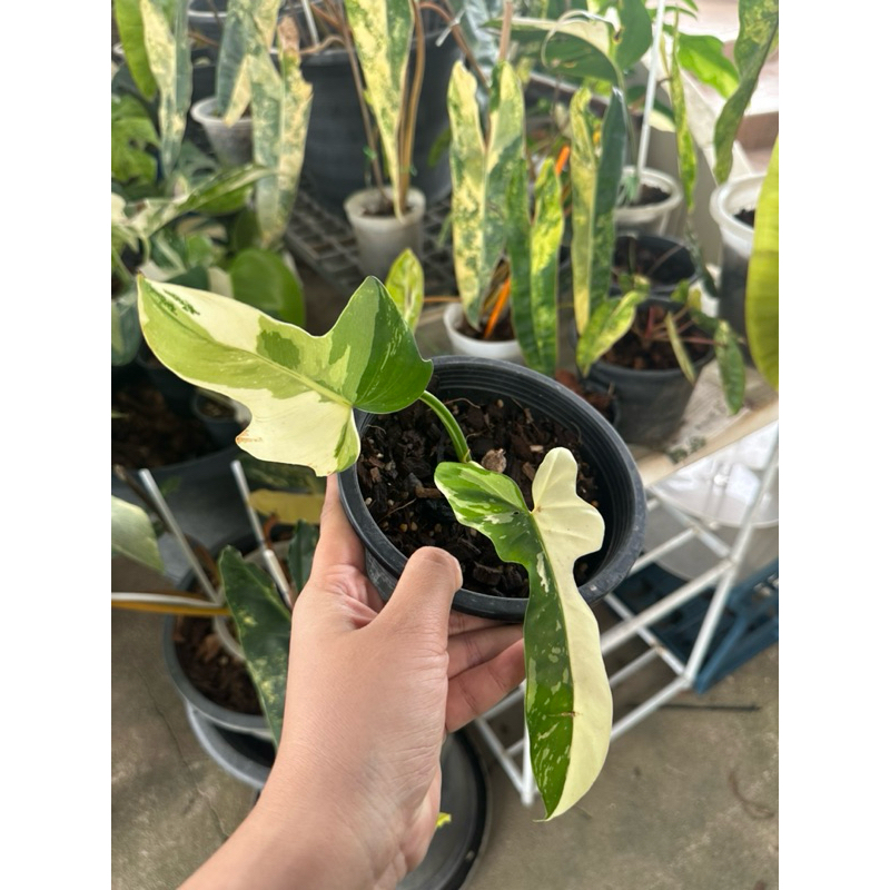 philodendron golden dragon var(มังกรด่าง) | Shopee Thailand