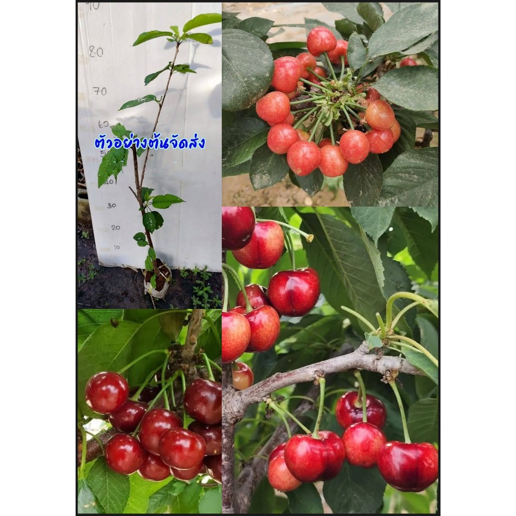 ต้นเชอรี่ ต้นเชอรี่แดง พันธุ์ ฟริสโก้ 弗里斯克 Cherry tree Frisco / klisnus ...