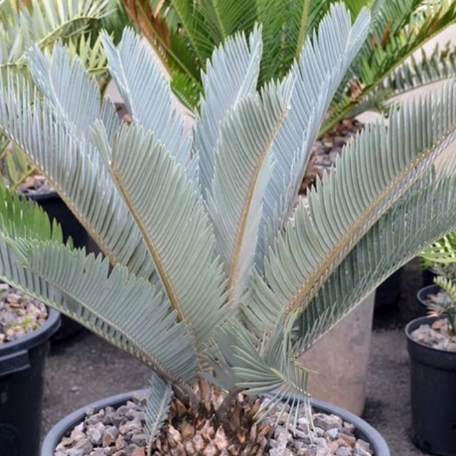 ต้นปรงใบเงิน 《ราคา 1หัว 》 Cycas siamensis Miq or silver cycad | Shopee ...