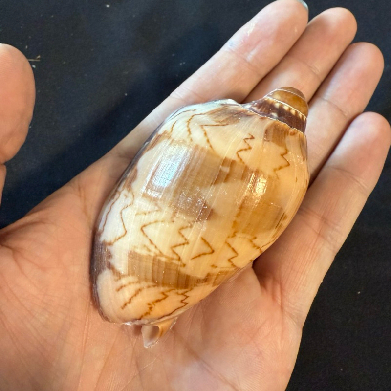 เปลือกหอยทะเลสีเทา 50g FENG JING LO สำหรับตกแต่งตู้ปลาและของสะสม Size:4-8cm | Shopee Thailand