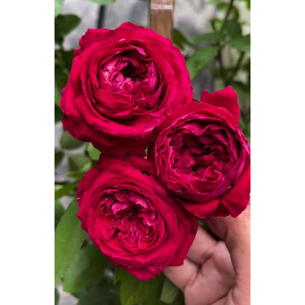 Mary Lou Rose (แมลี่ ลู) กุหลาบสีแดง ดอกบานทน ตัดดอกปักแจกันได้ ...