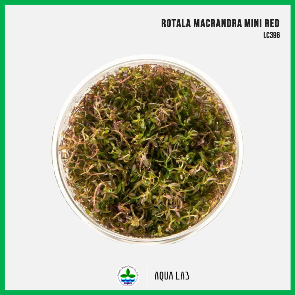[APC] Rotala macrandra mini red (โรทาล่ามาครานดร้ามินิเรด) [ไม้น้ำ ...