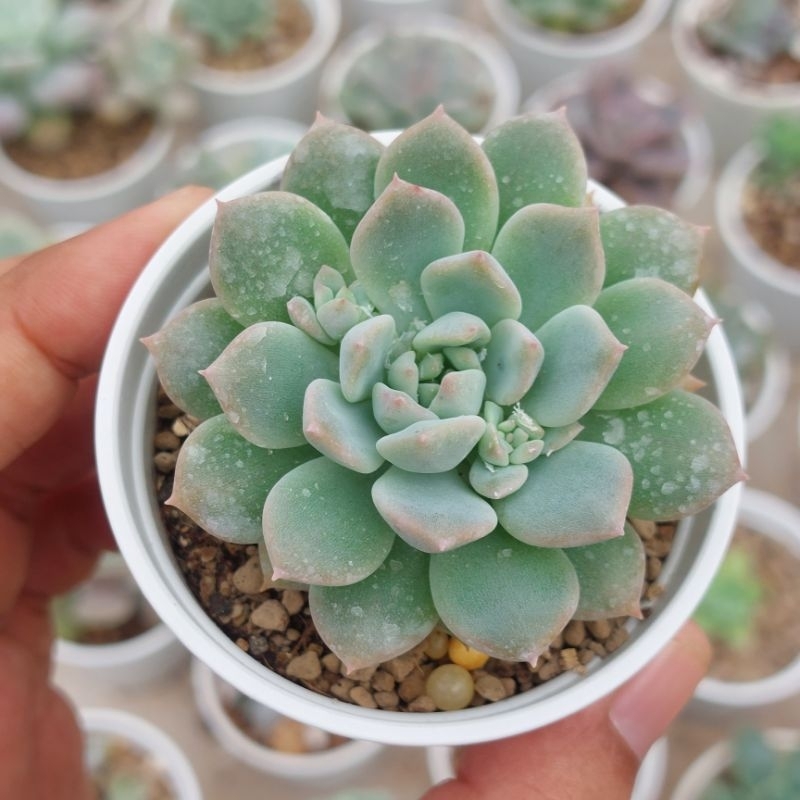 กุหลาบหิน ไม้อวบน้ำ Succulentสายพันธุ์ Echeveria Prolifica เลี้ยงง่าย ...