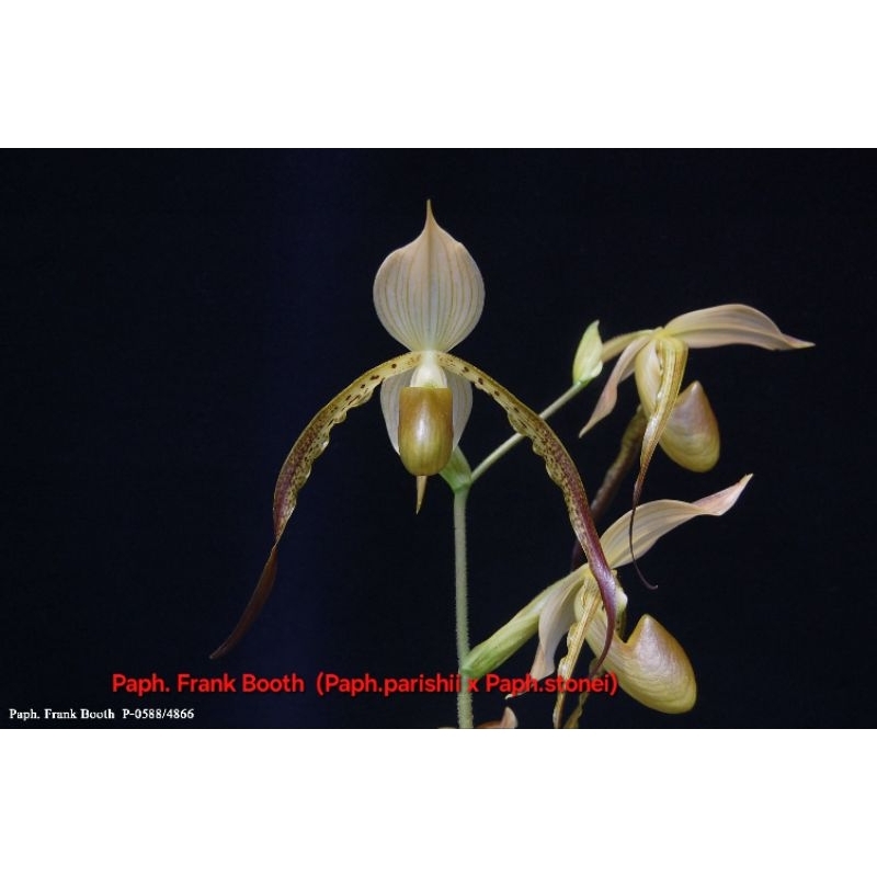 Paph. parishii x Paph. stonei ..ลูกผสมแนวดอกตามภาพขนาดกระถางที่ขายเป็น ...