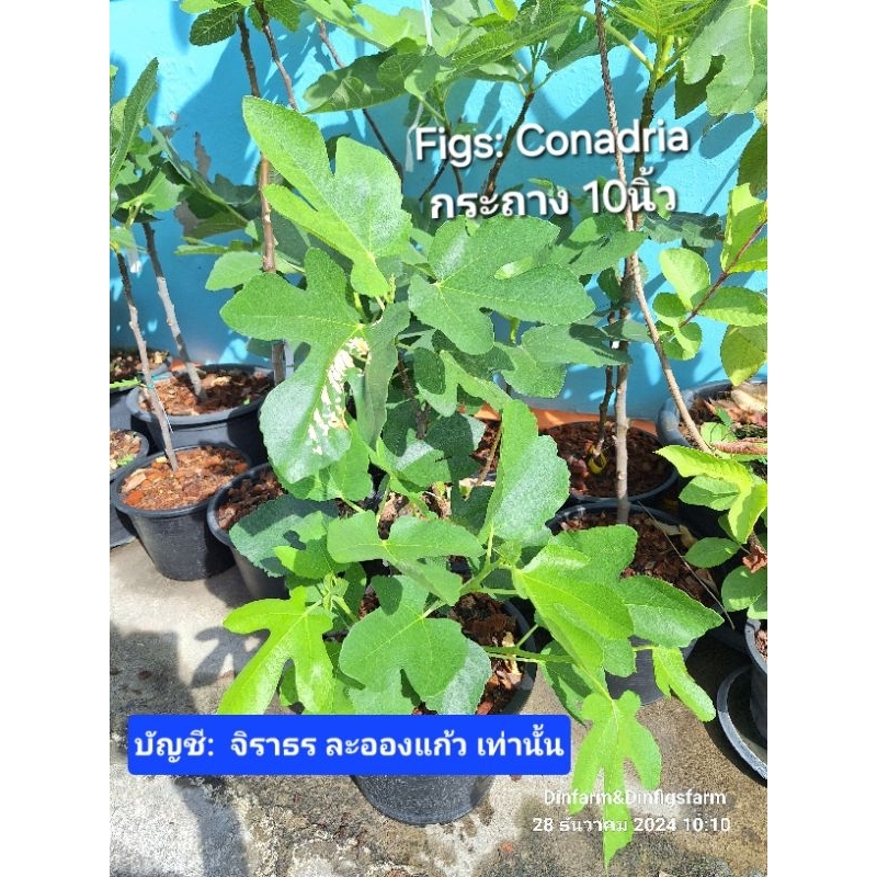 มะเดื่อฝรั่ง Conadria (โคนาเดรีย)Fig Tree | Shopee Thailand