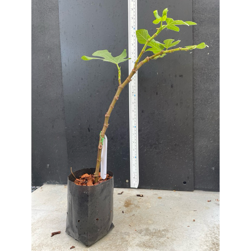 มะเดื่อฝรั่ง Fig พันธุ์ SUMAKI | Shopee Thailand