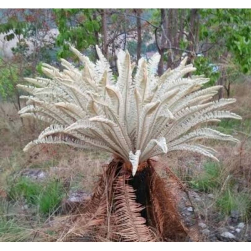 เมล็ดปรงใบเงิน Cycas siamensis Miq or silver cycad | Shopee Thailand