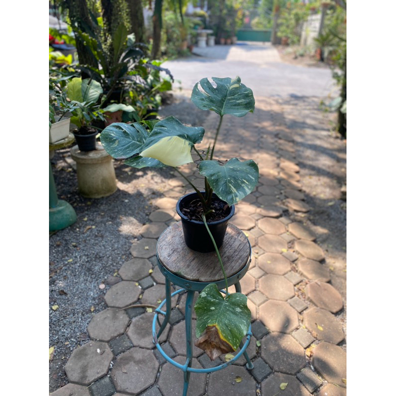 Monsterra thai cons. ไทคอน ส่งต้นในรูป | Shopee Thailand