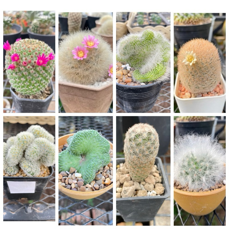 หางลิงคริส ปิโก้คริส แมกกานิอาย แมมลาเซีย ลูกแมวไร้หนาม แมมฮุย เลาอ้าย ...