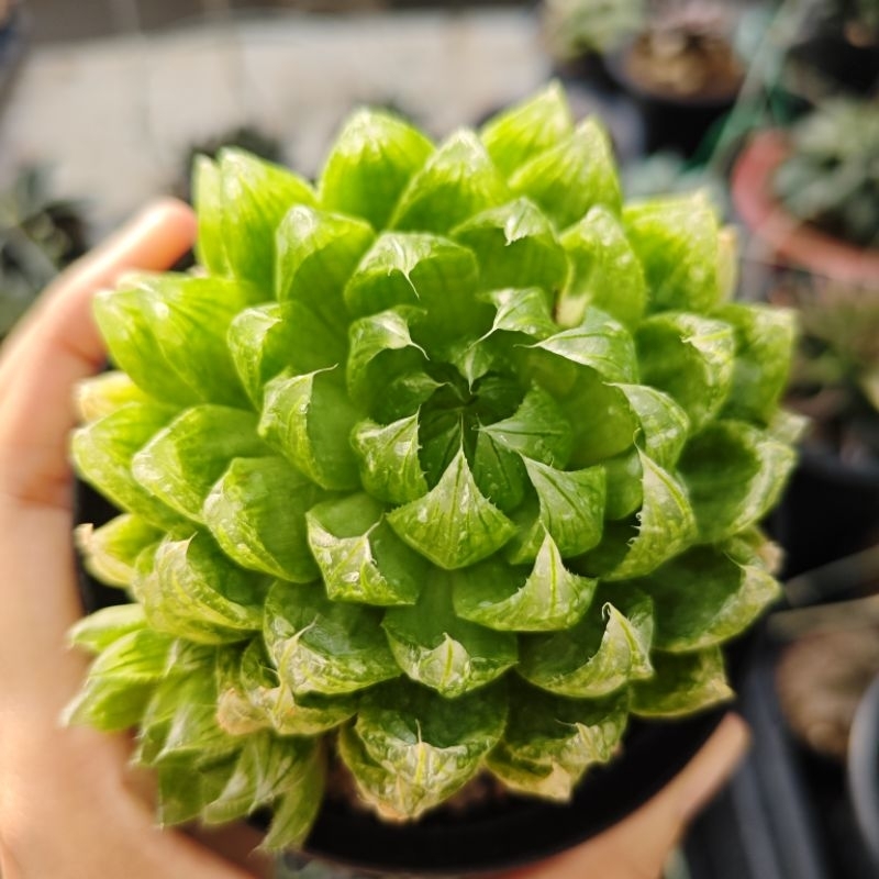 ฮาโวเทีย emeled ไม้ชำหน่อ | Shopee Thailand