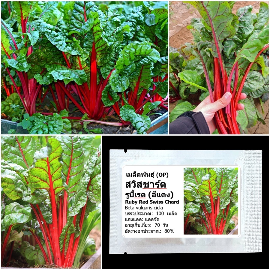 เมล็ดพันธุ์ สวิสชาร์ดสีแดง (Ruby Red Swiss Chard Seed) บรรจุ 100 เมล็ด คุณภาพดี ของแท้ 100% ...