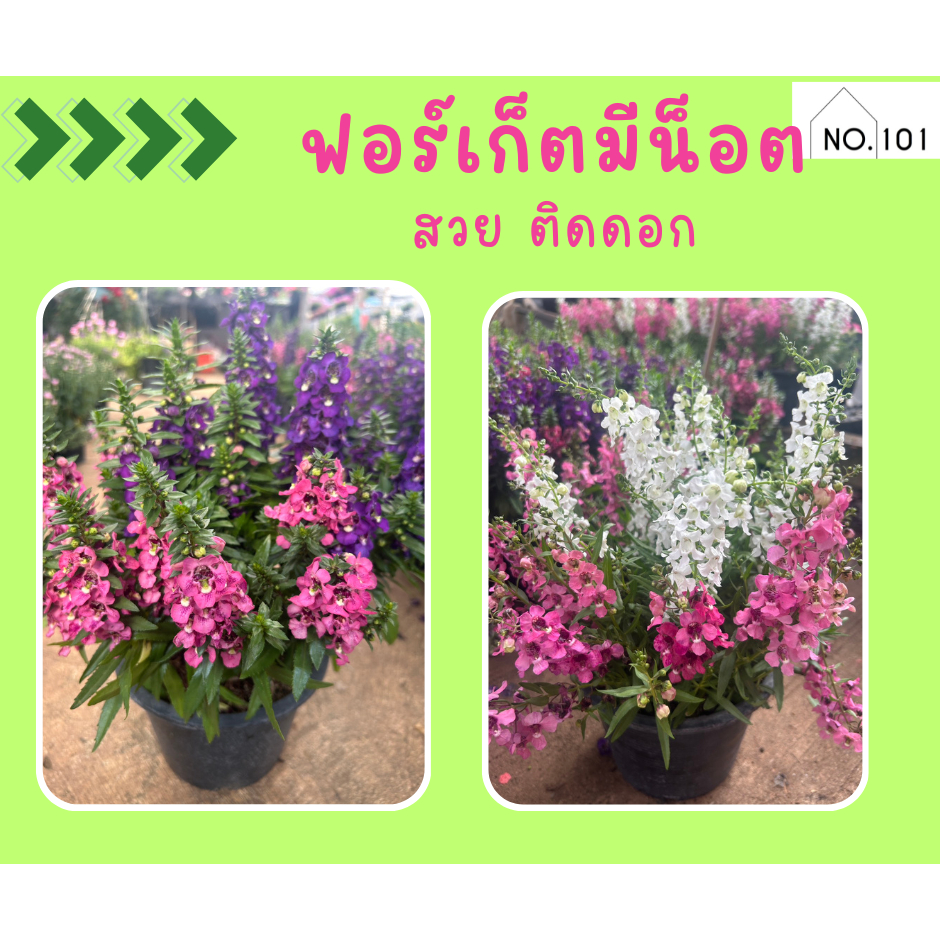 ฟอร์เก็ตมีน็อต forget me not ฟอร์เก็ตมีน็อต ไต้หวัน มีดอกหลายสี ...