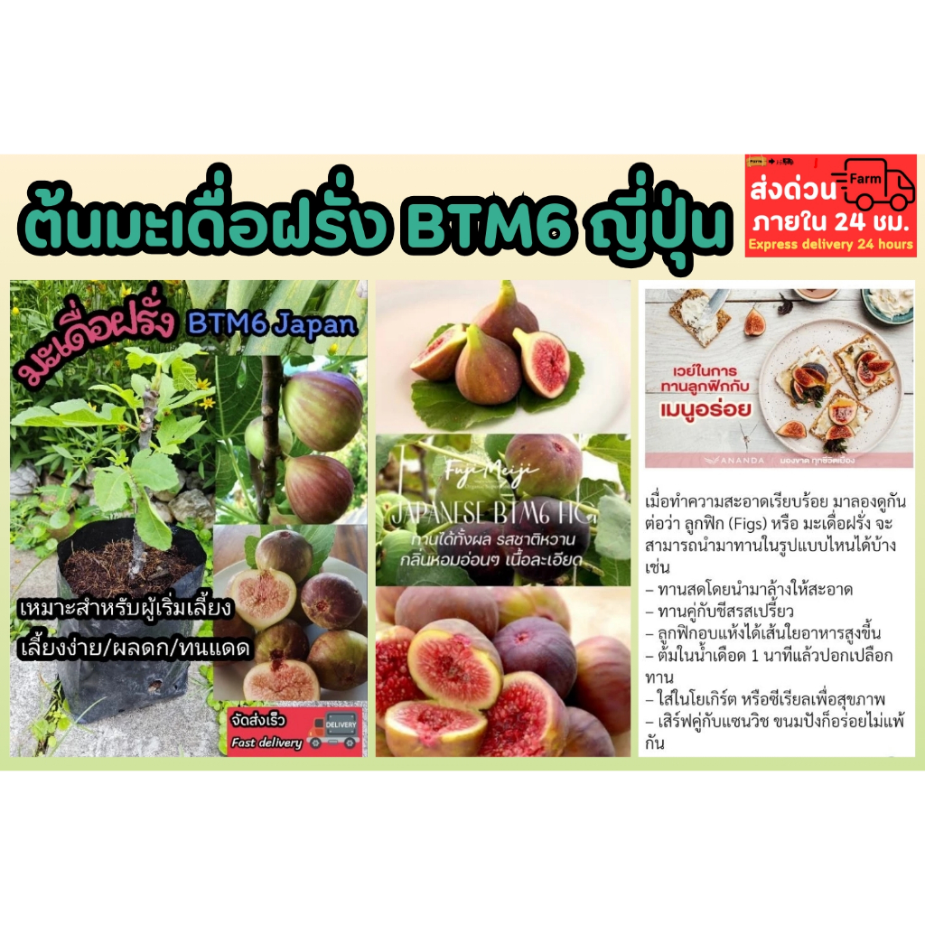 ต้นฟิกซ์ ต้นมะเดื่อฝรั่ง BTM6 ญี่ปุ่น Japan fig บราวน์ตุรกี ต้นแข็งแรง ผลไม้ ผักสลัด ต้นกล้า ...
