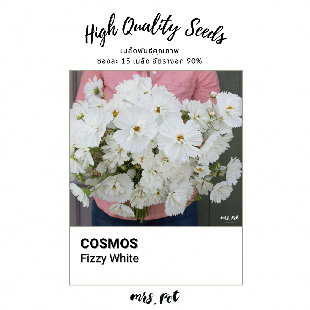 เมล็ดดอกไม้ทานได้ Cosmos สายพันธุ์ Fizzy White | Shopee Thailand