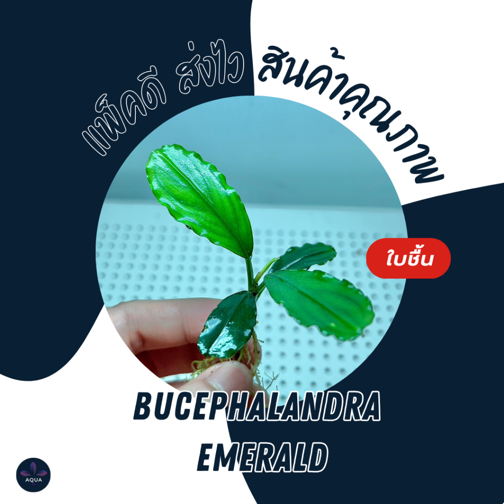 Bucephalandra Emerald | บูเซฟาแรนด้า เอเมอรัลด์ - ต้นไม้น้ำ บูเซฟาแรนด ...