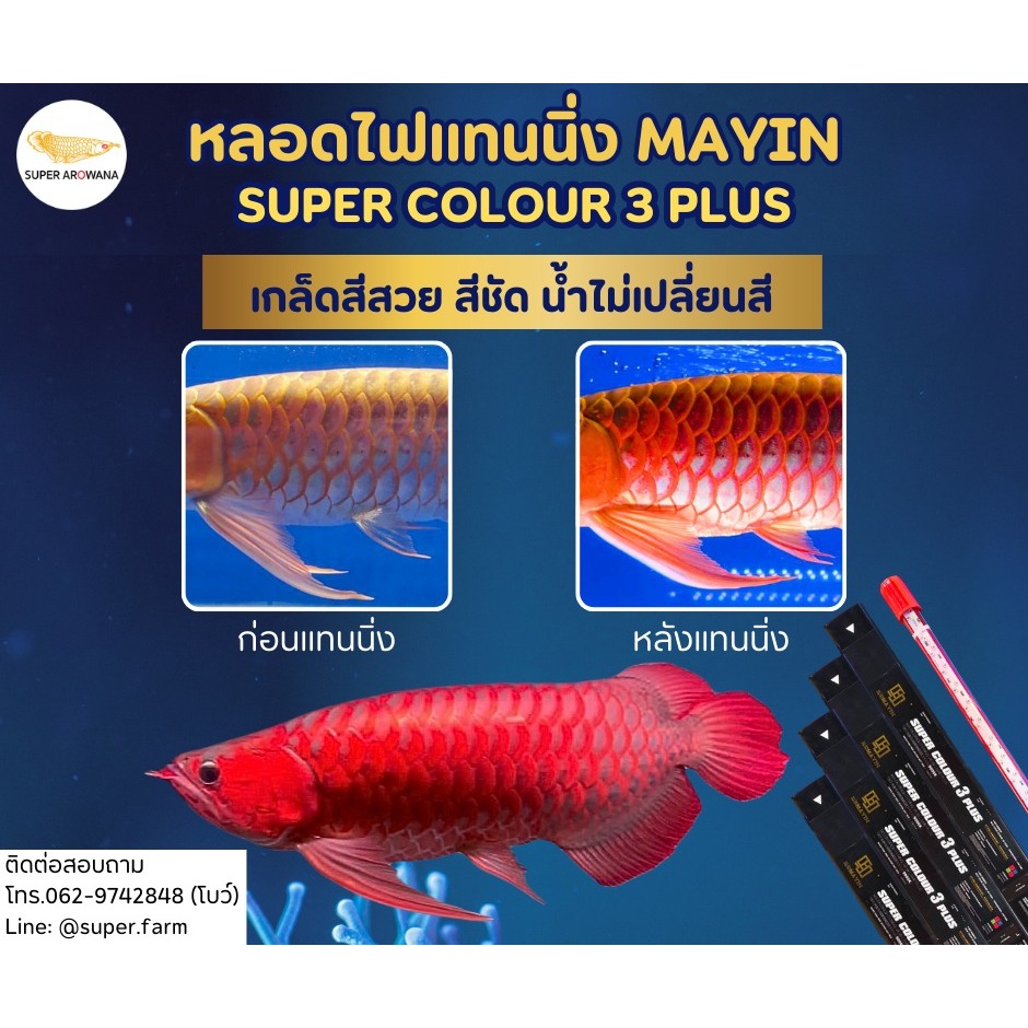 หลอดไฟแทนนิ่งปลามังกรแดง MAYIN SUPER COLOR 3 PLUS | Shopee Thailand