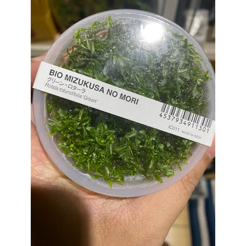 BIO Mizukusa no Mori Rotala rotundifolia ‘Green’ | Shopee Thailand