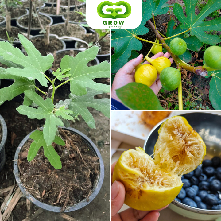 [ต้นเตี้ย] ต้นกล้าต้นมะเดื่อฝรั่ง Golden Orphan Fig (ปักชำสูงประมาณ 20 ...