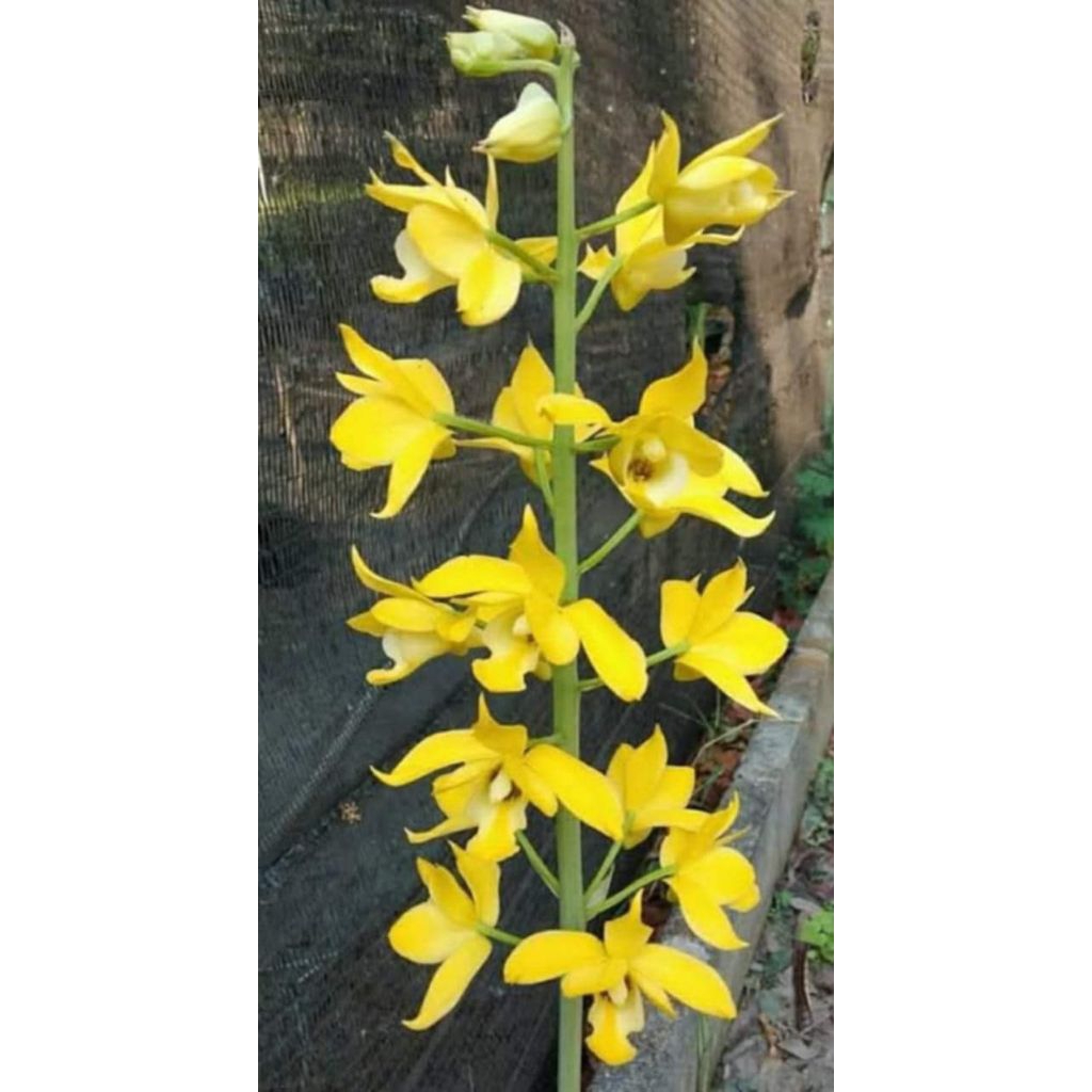 กล้วยไม้เหลืองแม่ปิง Eulophia flava หัวละ70 | Shopee Thailand