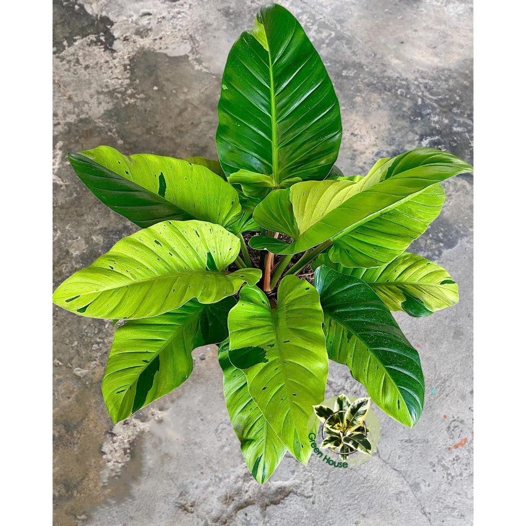 Philodendron Ruaysap Variegated (Marble) ฟิโลเดนดรอน รวยทรัพย์หินอ่อนมา ...