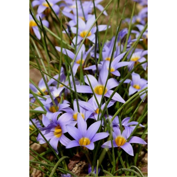 Romulea tabularis (โรมูเลีย ทาบูลาริส) | Shopee Thailand