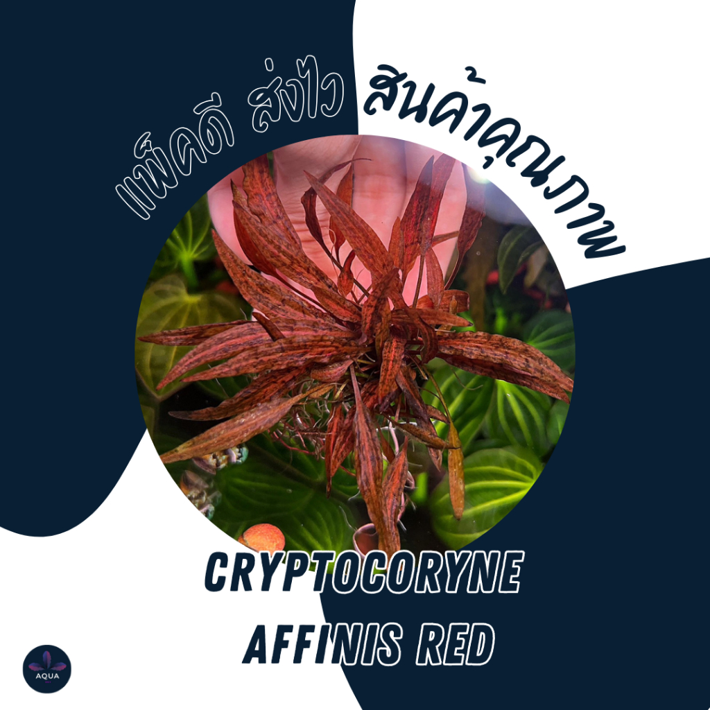 Cryptocoryne affinis red | คริปโตคอรีน อัลฟินิส เรด ใบน้ำ 100% แบบกอ ...