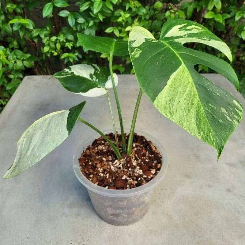 Monstera Mint Variegated (Deli x Borsi) ต้นมอนสเตอร่า มิ้นต์ด่าง (มอนม ...