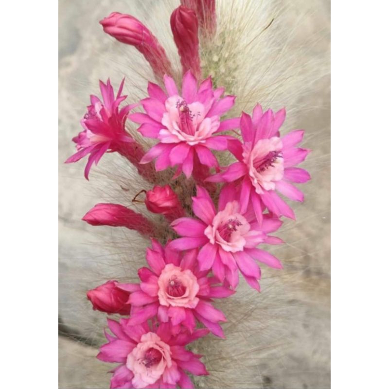 หางลิงดอกชมพู ไม้กร๊าฟ แคคตัส,กระบองเพชร | Shopee Thailand