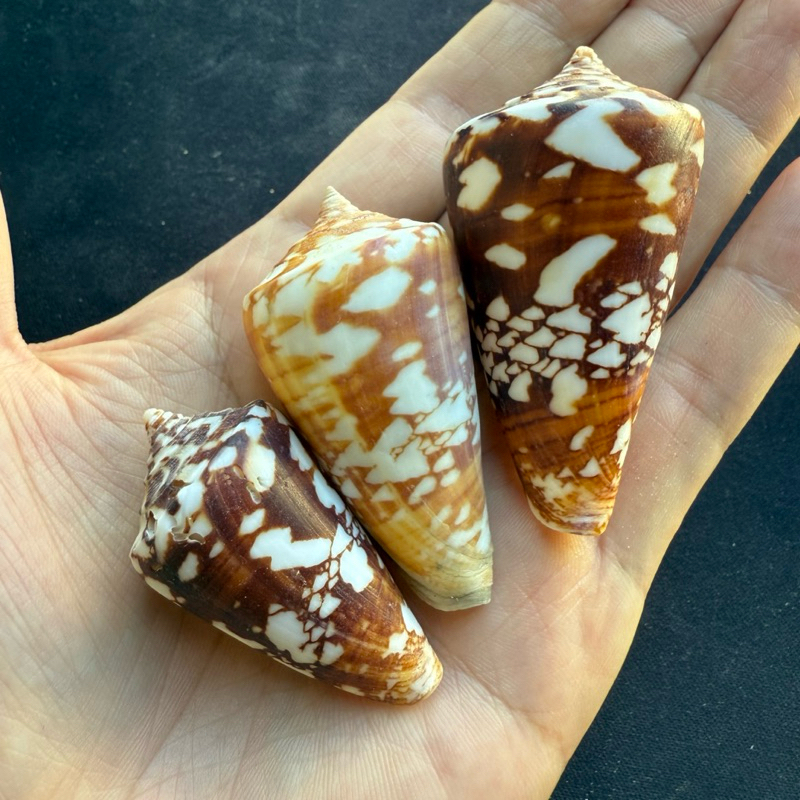 สังข์กรวยสำหรับตกแต่งและสะสม BAI ZONG YU LO 5-7cm | Shopee Thailand