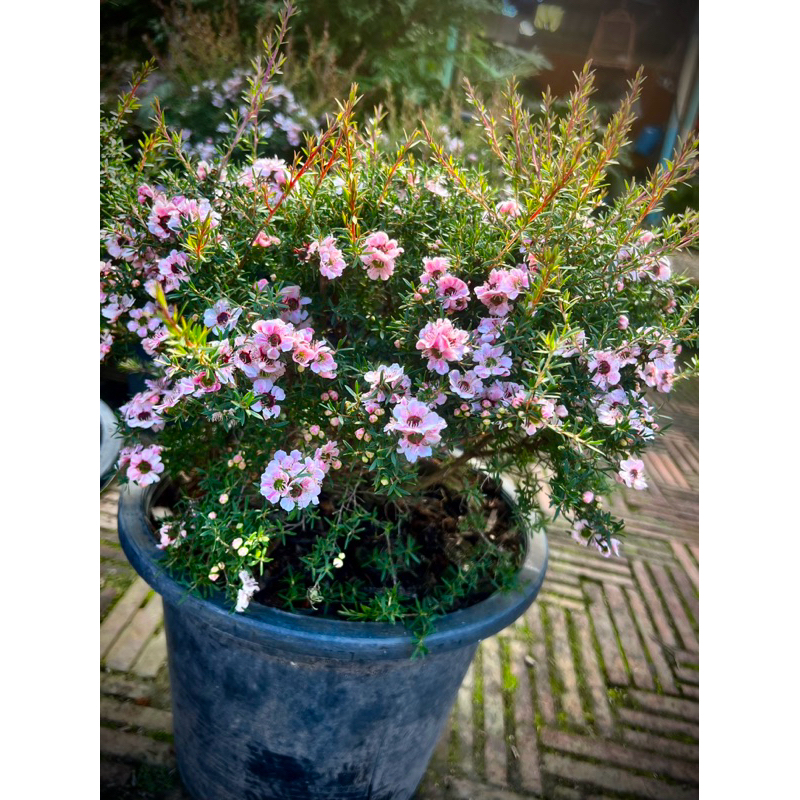 Manuka ต้น มานูก้า Tea Tree / Manuk ไม้ดอก พุ่มสวย ดอกสีขาว New Zealand ...