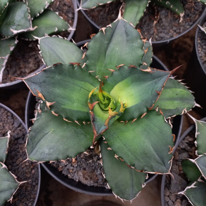 อากาเว่ Agave titanota 'Solar Eclipse' | Shopee Thailand
