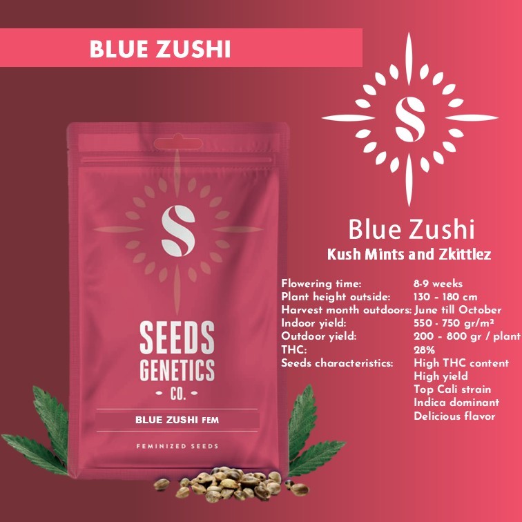 เมล็ด Blue Zushi - Seeds Genetics | Shopee Thailand