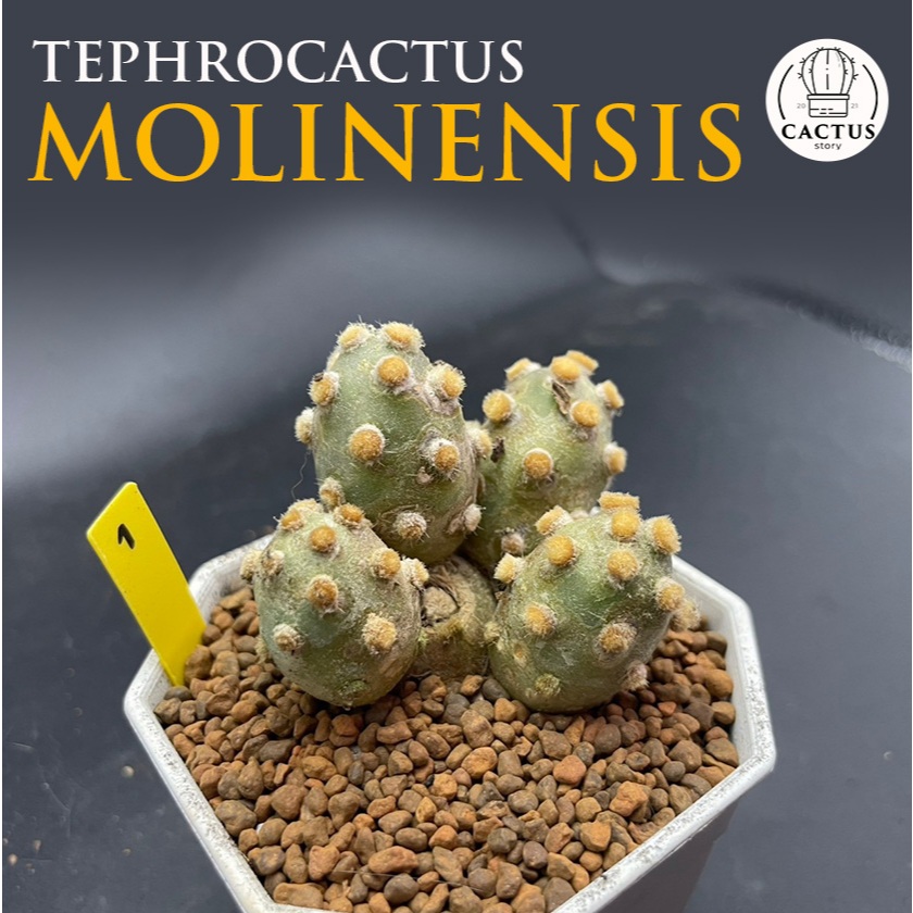 Tephrocactus molinensis ไม้ชำ | Shopee Thailand