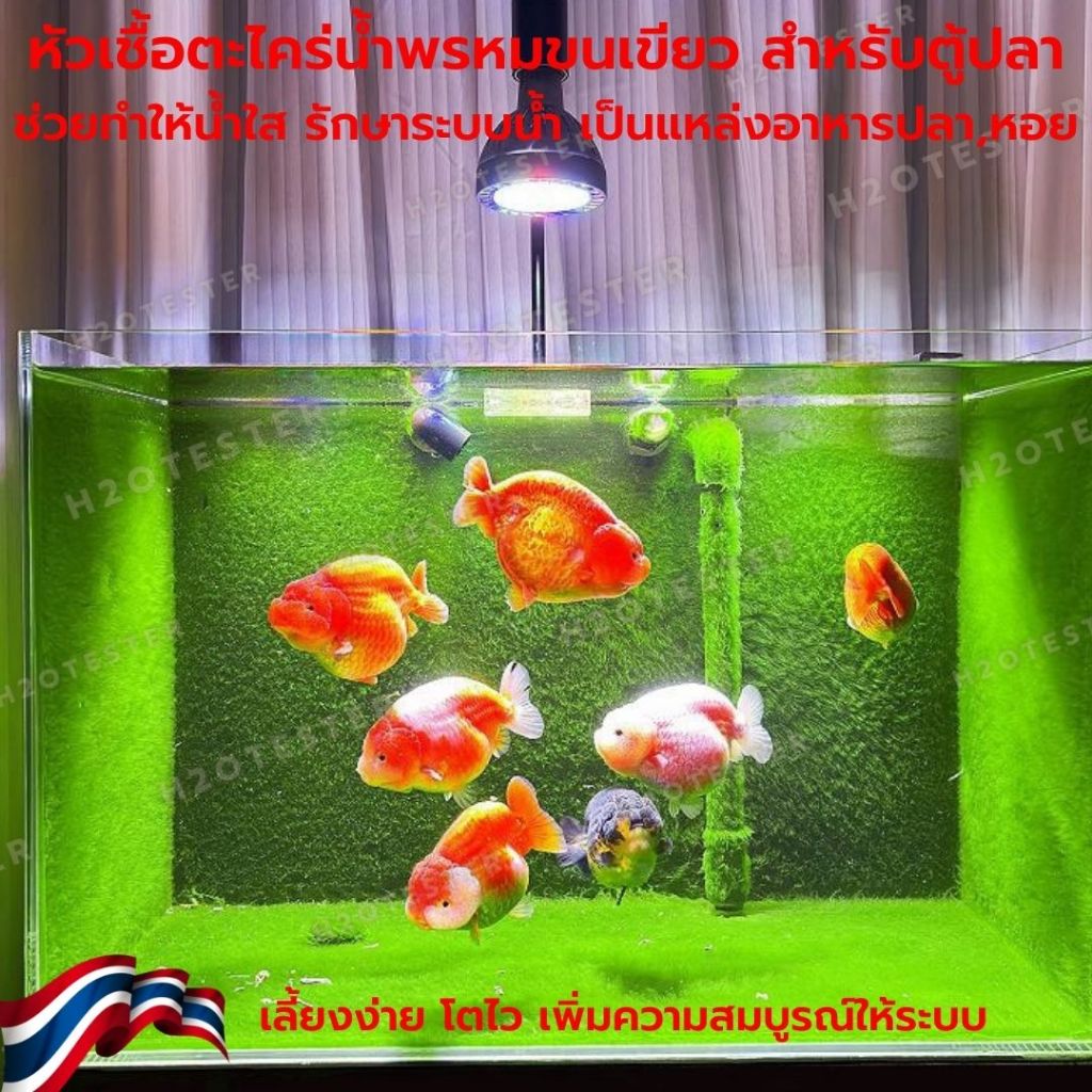 เชื้อเลี้ยงตะไคร่กรีนวอร์ green wall หัวเชื้อตะไคร่ เลี้ยงง่าย โตไว ...