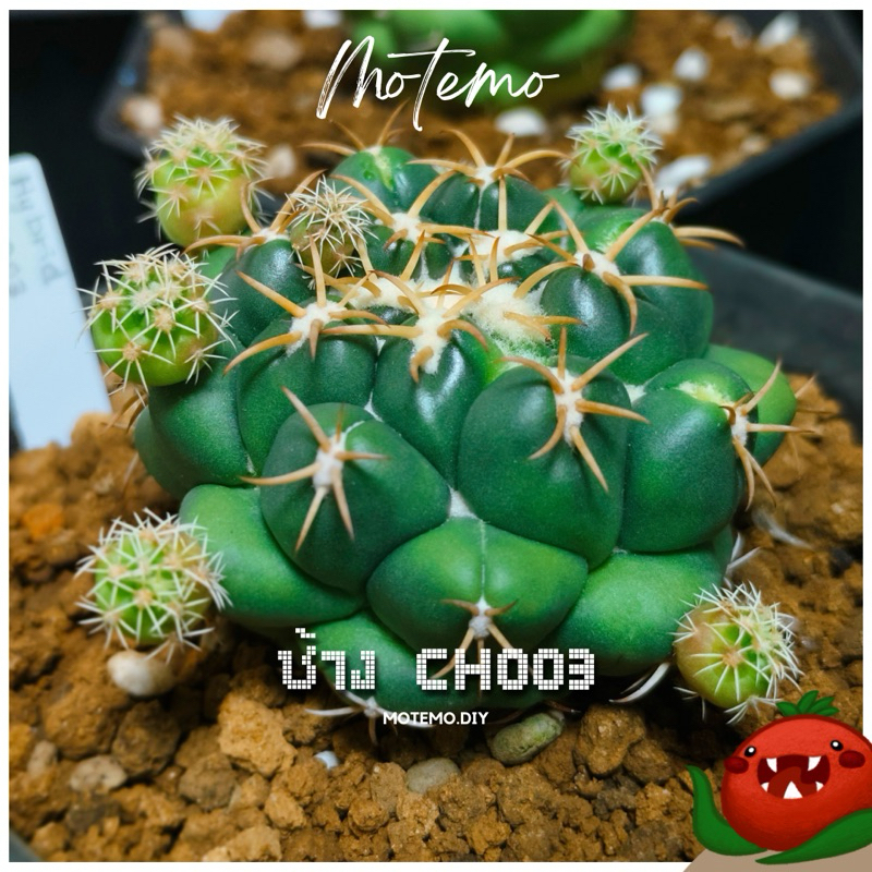 Coryphantha elephantidens cactus กระบองเพชรช้าง หนามไม่ยาว สีเหลือง ...