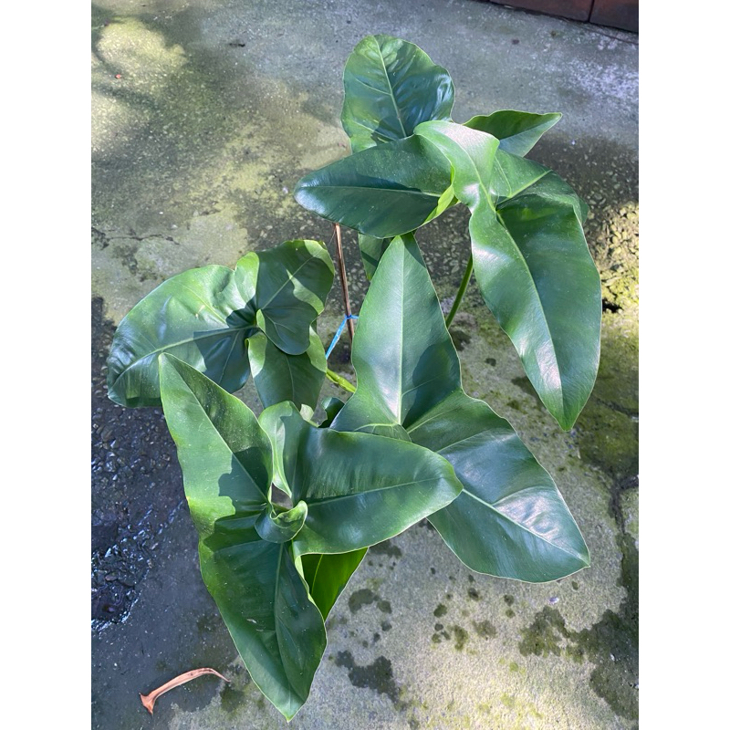 Philodendron Angela ฟิโลเดนดรอนแองเจล่า หรือ ใบไขว้ | Shopee Thailand