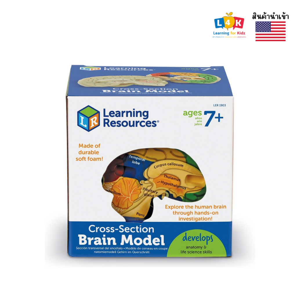 [อายุ 7+] ชุดแบบจำลองสมองมนุษย์ (Cross section Human Brain Model) [Learning Resources] | Shopee ...