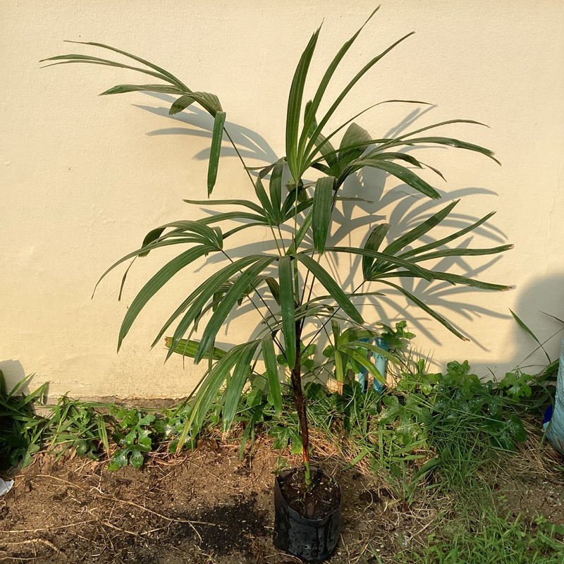 ต้นจั๋ง สูงประมาณ 90-100 ซม. ต้นสวย แข็งแรง รากเดินเต็ม. | Shopee Thailand