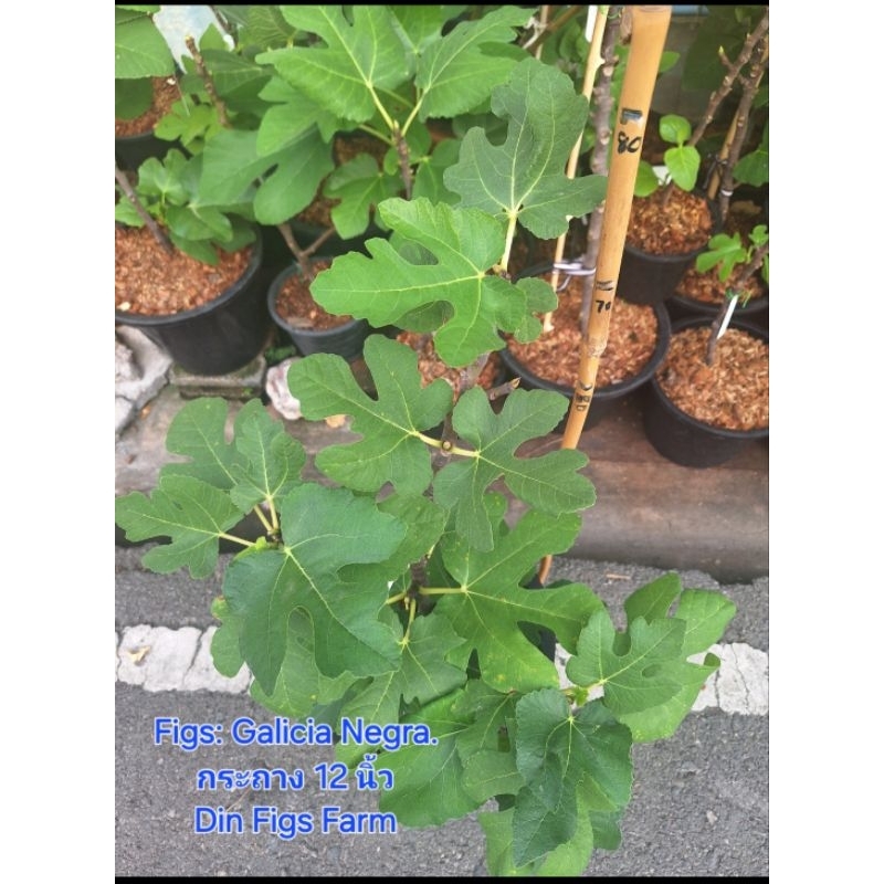 มะเดื่อฝรั่ง Galicia Negra/Tree Figs | Shopee Thailand