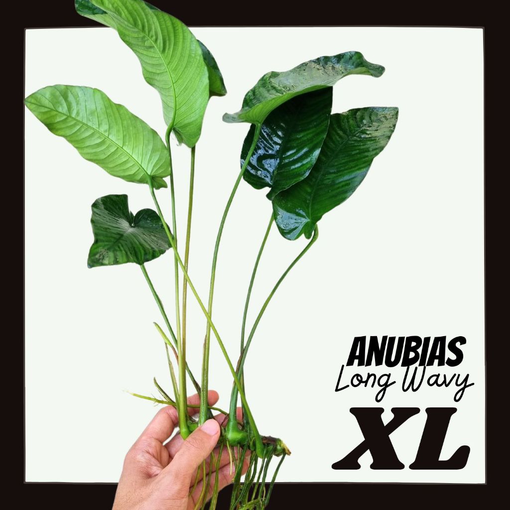 อนูเบียสใบหยัก เลือกขนาดได้ - ANUBIAS NANA ‘LONG WAVY’ ต้นไม้น้ำ ...