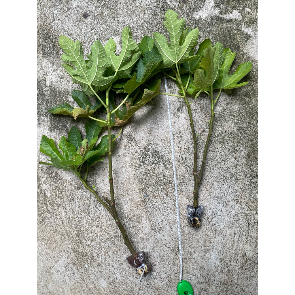 กิ่งตอน มะเดื่อฝรั่ง Fig พันธุ์ De la roca | Shopee Thailand