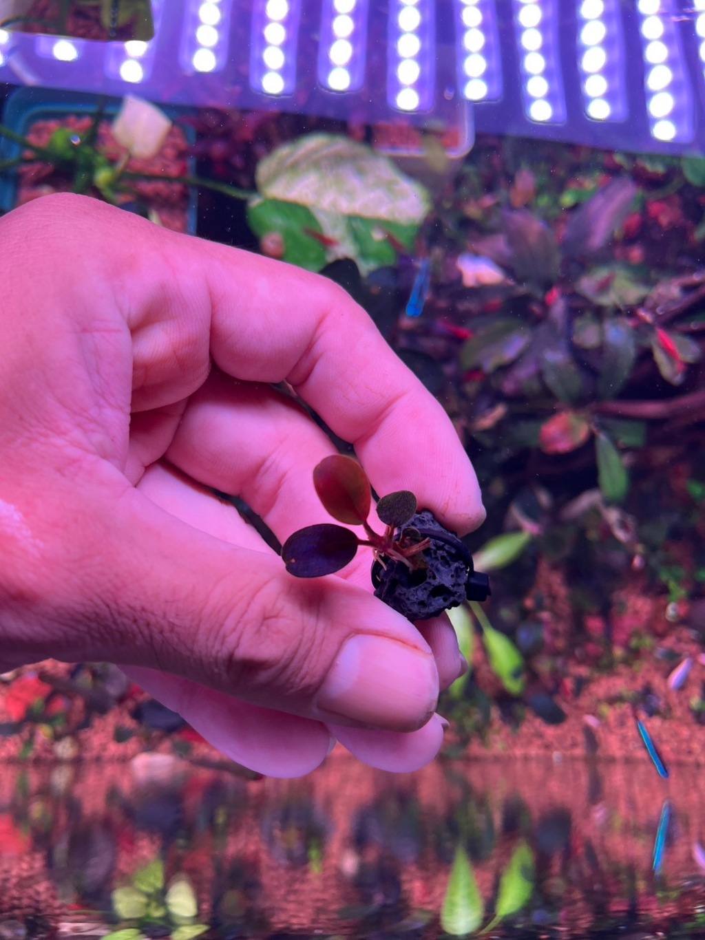 บูเซป Bucephalandra Violet blossom (Very Rare) ต้นลูกแบ่งเก็บ ใบกลม สี ...