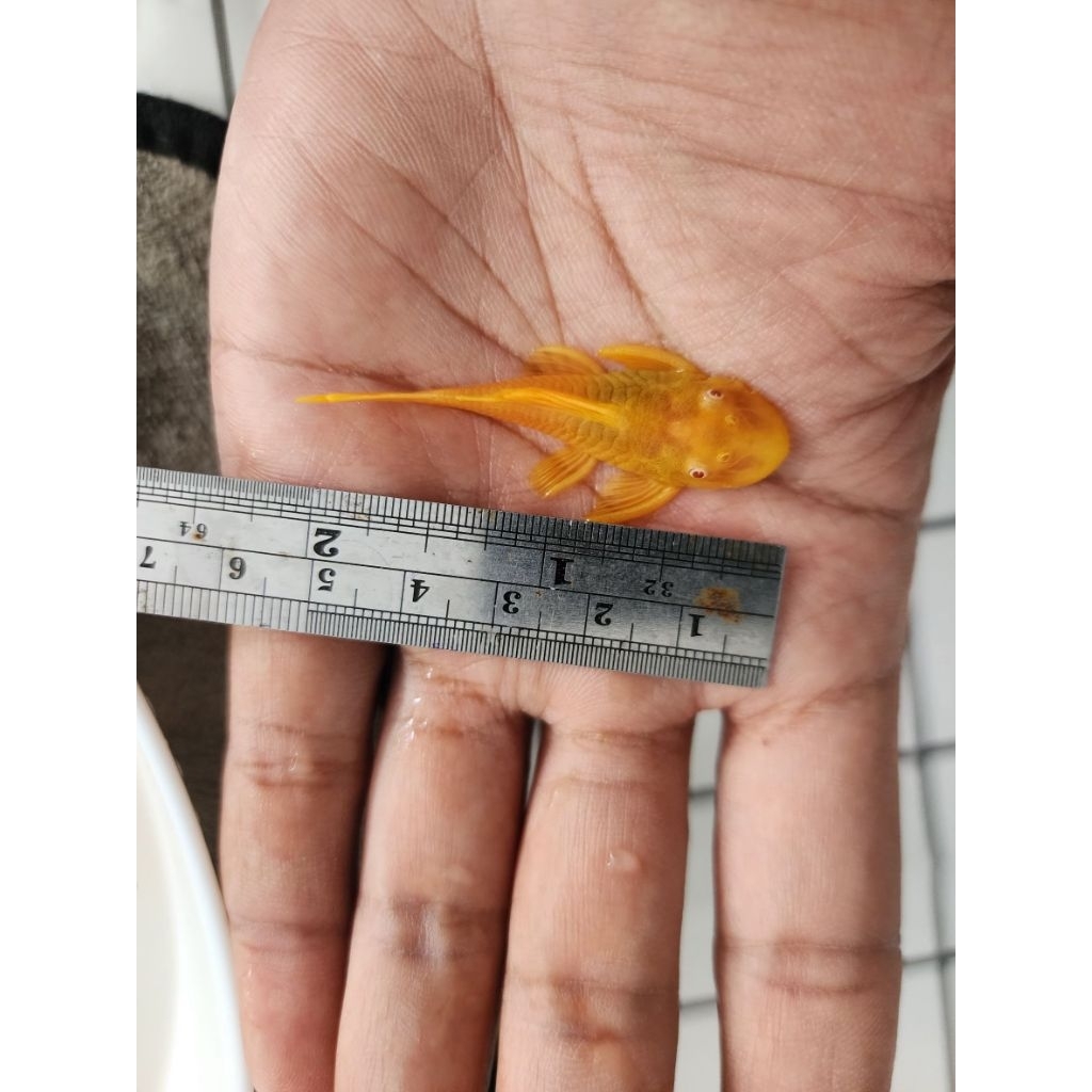 (‼️PRO August‼️)อาหารสำหรับปลาซัคเกอร์L144 24K 2นิ้ว(ผู้) | Shopee Thailand