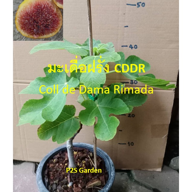 ต้น มะเดื่อฝรั่ง CDDR เสียบยอดตอป่าอิตาลี กิ่งลาย ผลลาย | Shopee Thailand