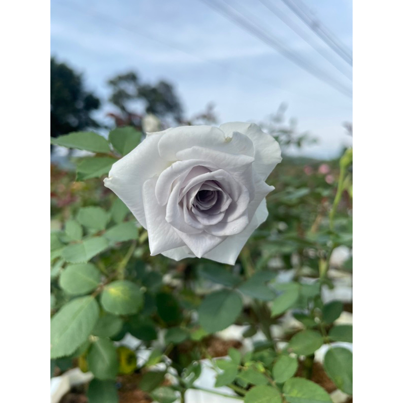 กุหลาบบลูกาวิตี้ (Blue gravity rose ) ดอกโทนสีฟ้า | Shopee Thailand