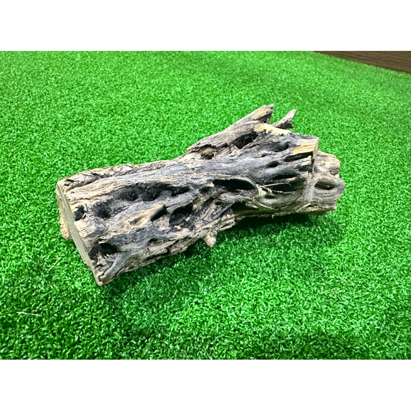 Cholla wood jumbo อันสุดท้าย | Shopee Thailand