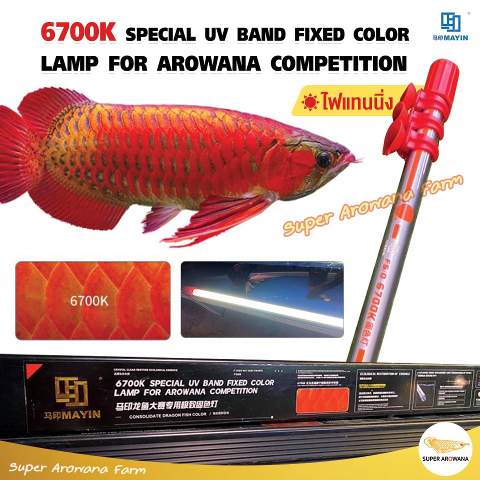 MAYIN 6700K ไฟแทนนิ่งปลามังกร ปรับสีปลาให้เข้ม สีชัด ไฟแทนนิ่ง&ไฟโชว์ ...