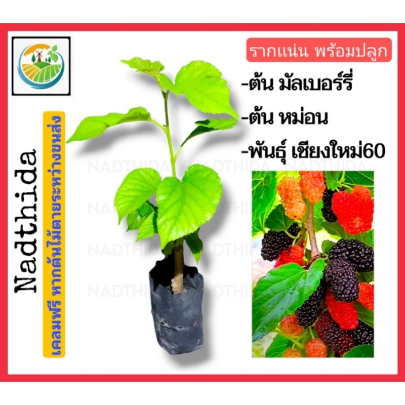 Nadthida ต้น มัลเบอร์รี่ เชียงใหม่ 60 หรือ ต้นหม่อน ไม้ผล กล้าไม้พร้อมปลูก | Shopee Thailand
