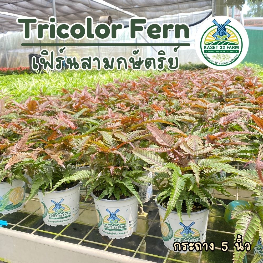 เฟิร์นสามกษัตริย์ : Tricolor Fern ขนาดกระถาง 5 นิ้ว (Pteris ...