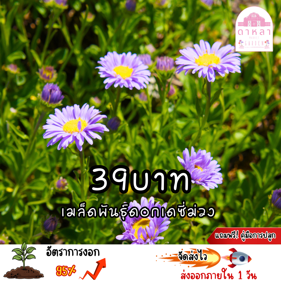ดอกเดซี่สีม่วงล้วน 500 เมล็ด | Shopee Thailand